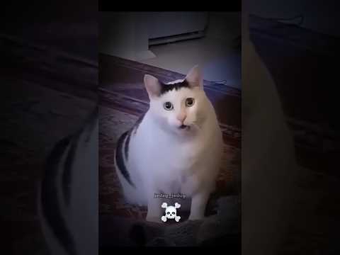 I am the best interest meme cat ☠️ #trolface #edits #shorts