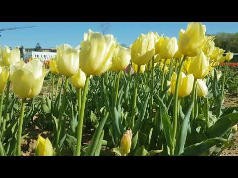 Beautiful yellow tulip flowers HD