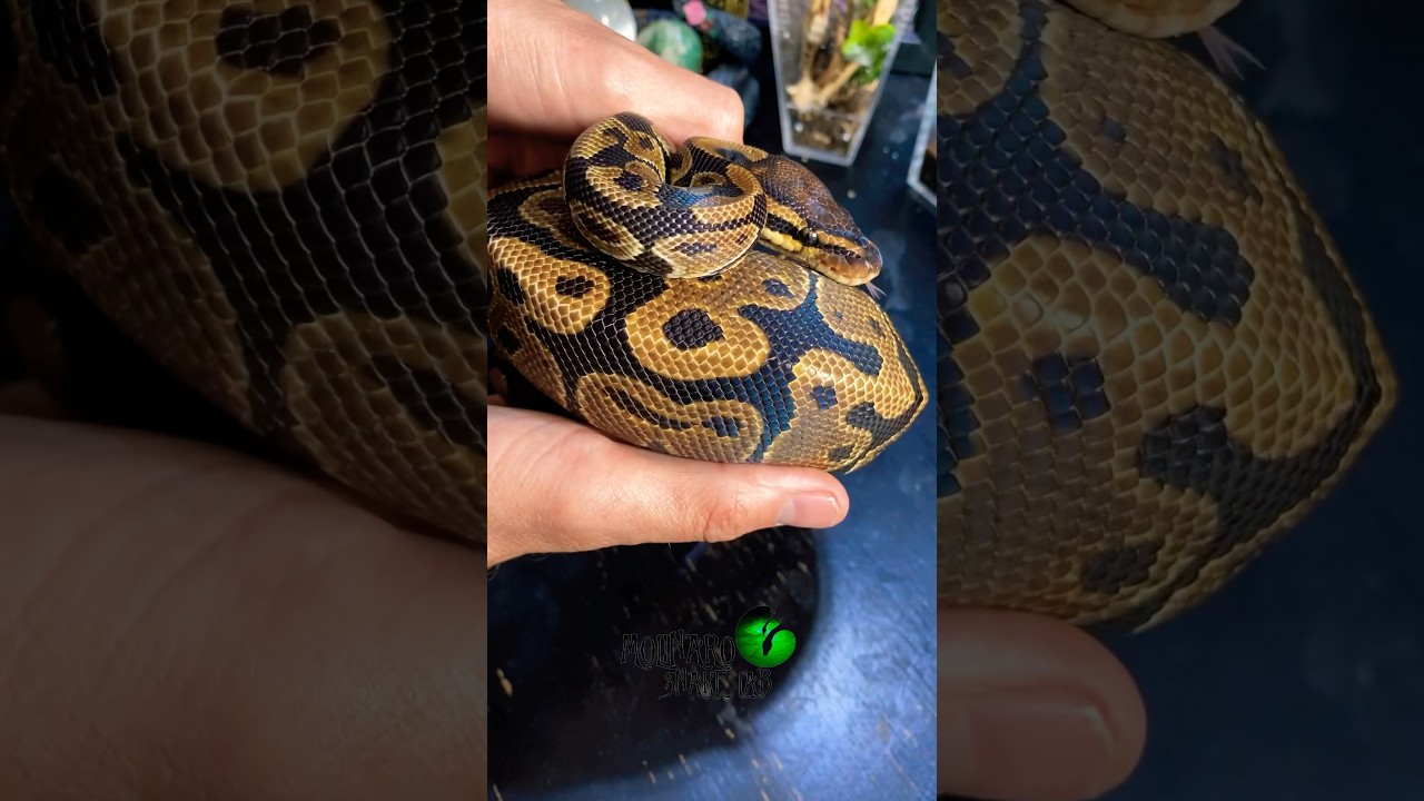 Shipping Snakes! #molinarosnakelab #shippingsnakes #python #ballpython #royalpython #reptile #shorts