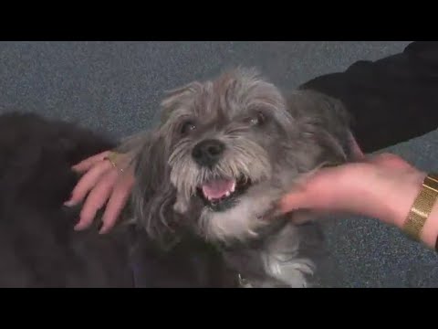 Senior cats and dogs up for adoption at the NYC ASPCA