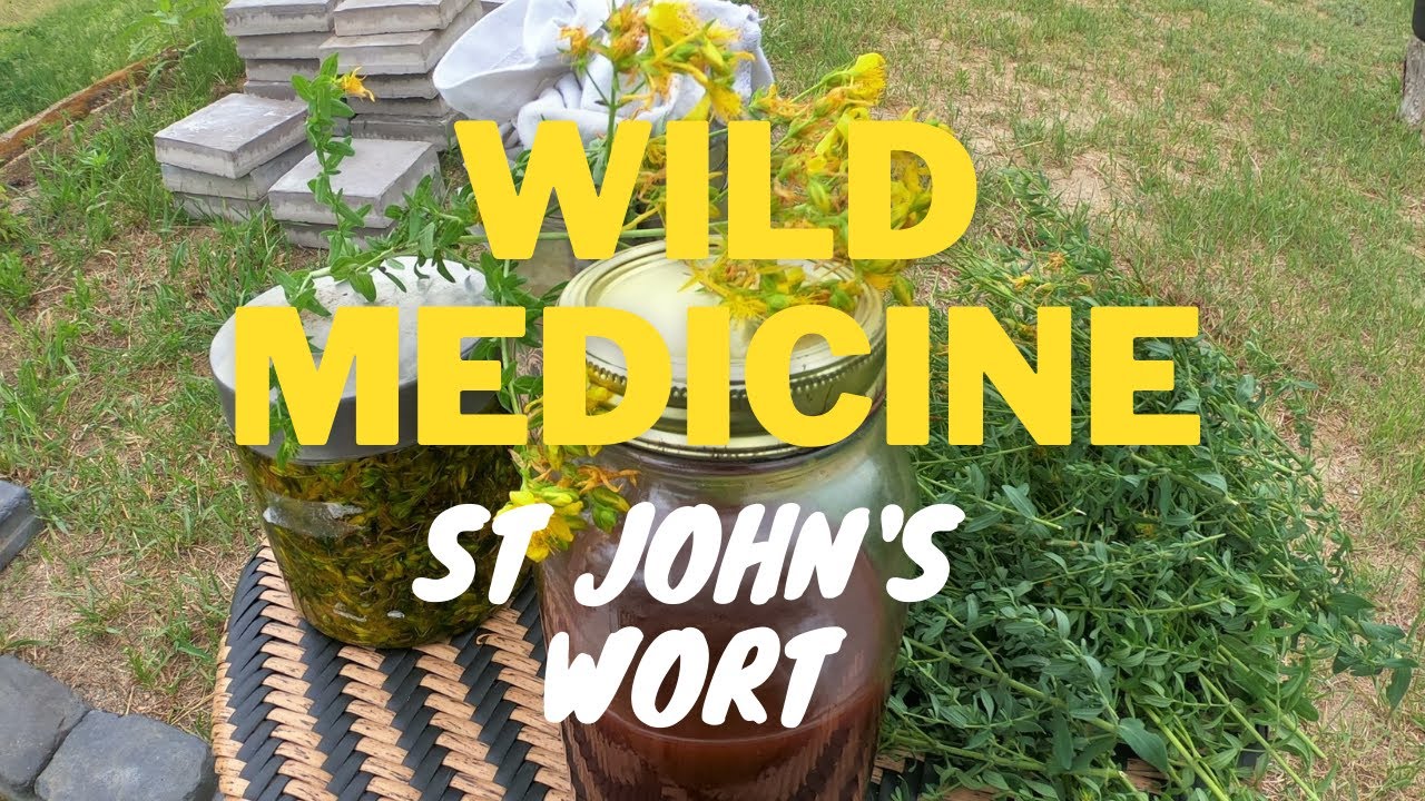 Foraging St John's Wort and Preparing Medicinal Oil- Wild Solstice Herbalism!