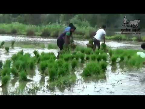 Indrayani Rice - Wholesale Price & Mandi Rate for Indrayani Basmati ...