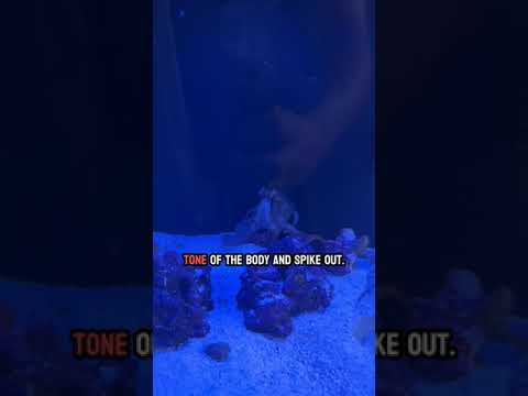 Witnessing Nature's Master of Camouflage: An Observation of a Octopus Abilities