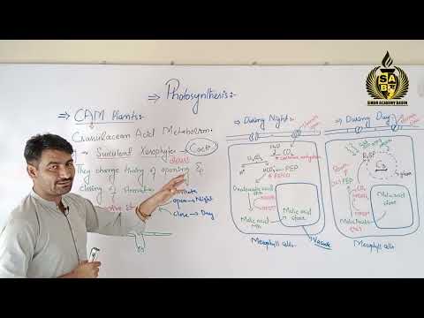 CAM Plants | what are CAM plants? | Desert Plants- Photosynthesis.