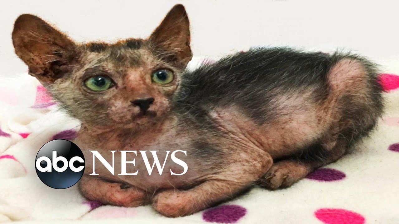 Rare 'Werewolf' Kitten Found by Animal Rescue Group