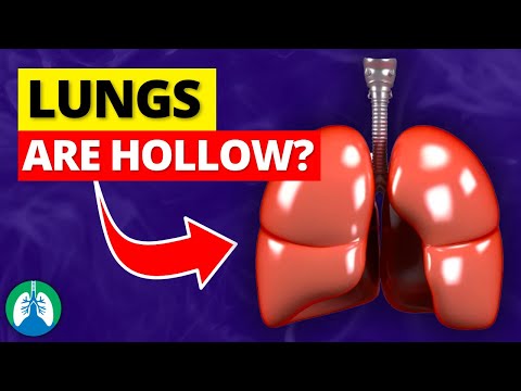 Are the Lungs Hollow?