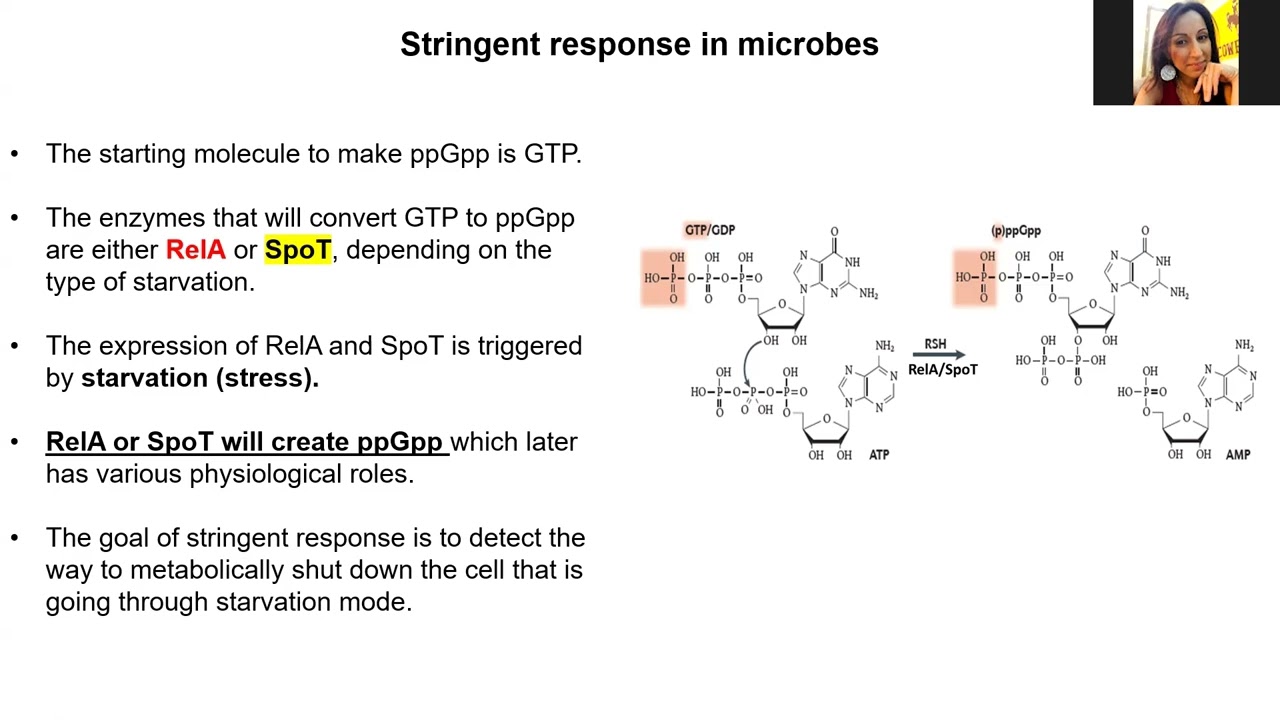 Unit 5 Lecture 1 Microbial Stress Response Fall 2024
