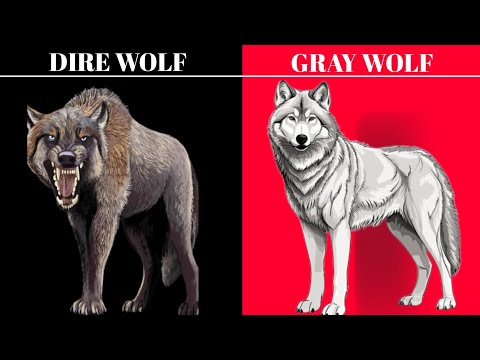 Dire wolf vs Gray wolf full comparison