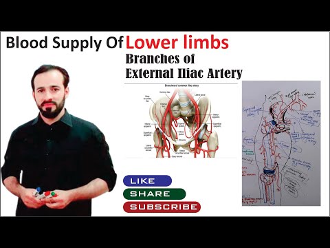 60. Blood Supply of Lower Limbs | External Iliac Artery | Branches of External Iliac Artery
