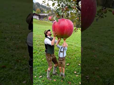Swedish colossal giant apple, can reach 1m in diameter #fruit #farm #shorts