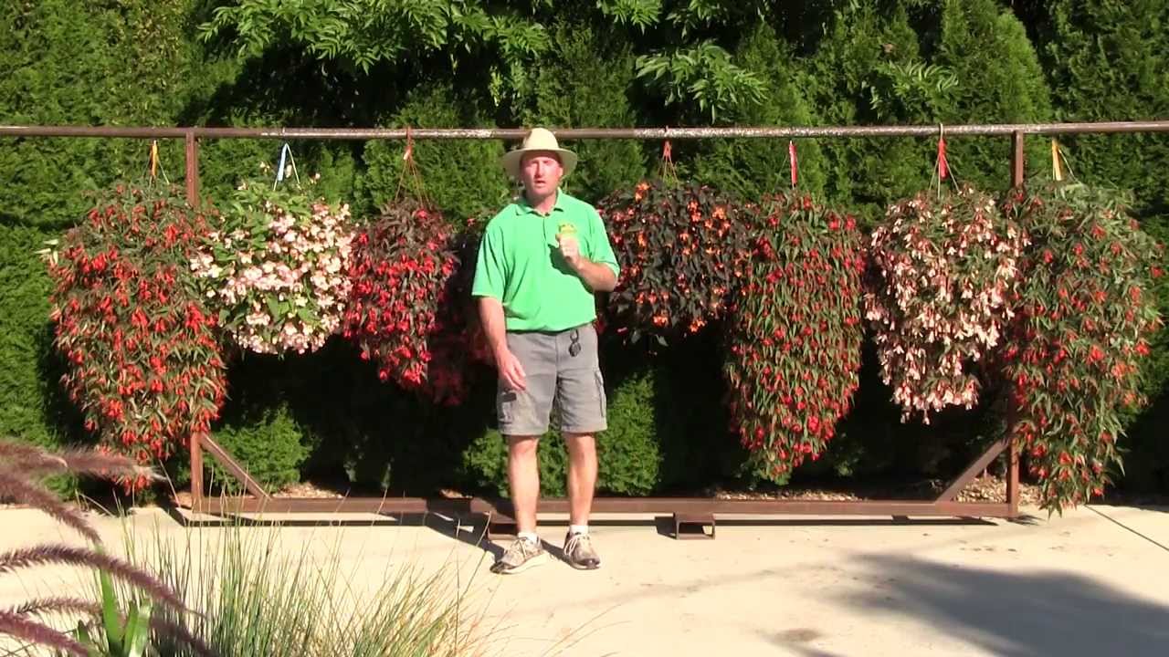 Trailing Begonias - New Vegetative Varieties