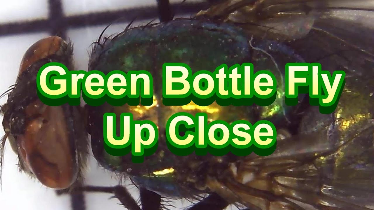 Common Green Bottle Fly Close Up Microscope Video HD 1080P Green Metallic Colored Body Flies