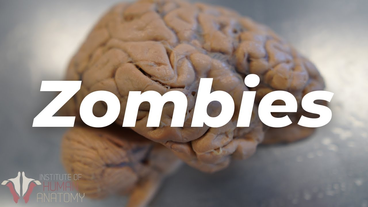 The Science Behind Why Zombies Can't Exist | Galaxy.ai