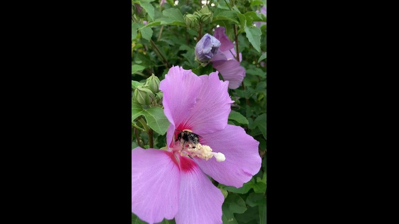Rose of Sharon Paradise!