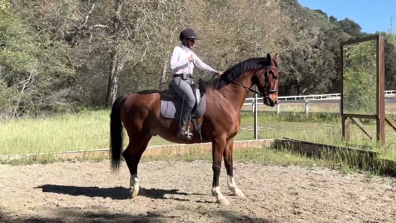 Horse Meet Pressure – Ellen Eckstein Dressage