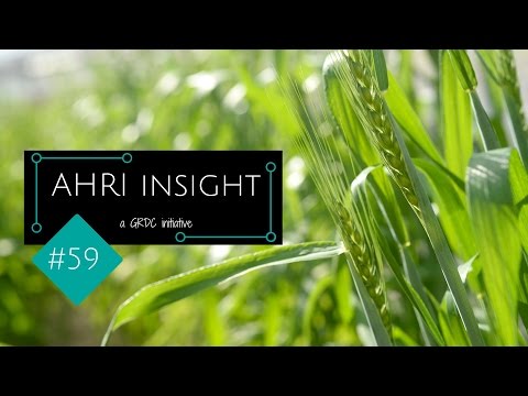 AHRI insight #59 gene amplification brome grass