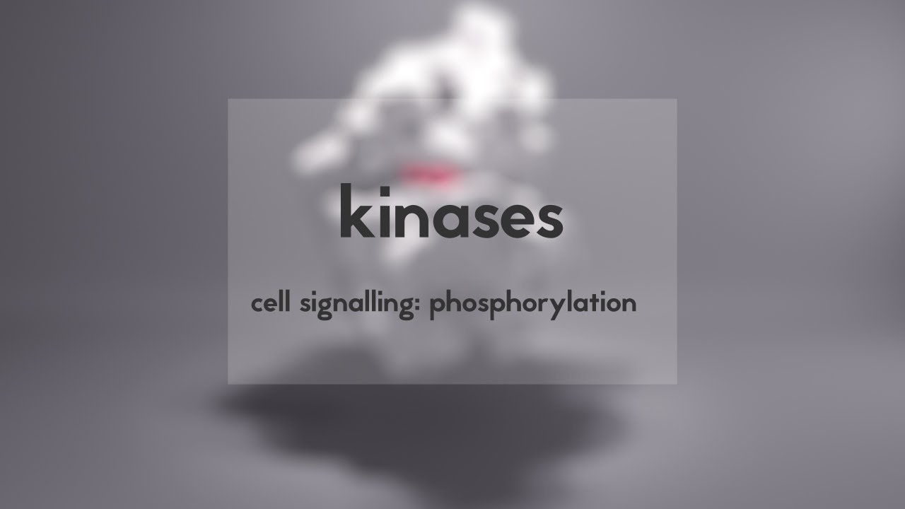 Cell signalling: kinases & phosphorylation
