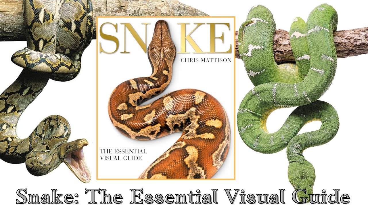 Snake: The Essential Visual Guide (Book flip)