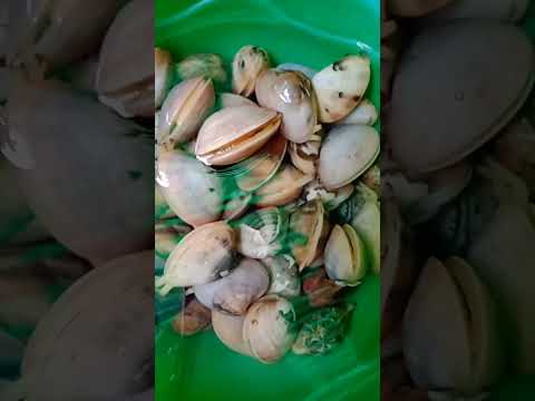 Tisreo or tisrya means clams #goafood #clams #tisreo #goancusinie #goanlife #viralvideo #trending