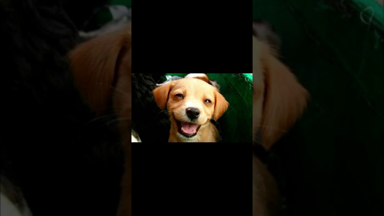Imágenes de animales para perfiles de WhatsApp