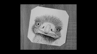 Emu Drawing Drawing Video By EdgarsArt Step By Step Video