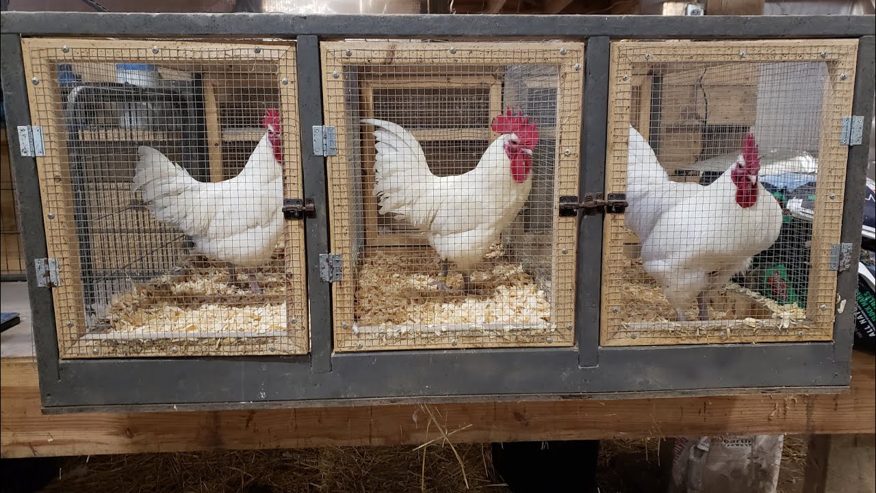 American Bresse - Sorting 12 week old cockerels for finishing or potential breeding merit