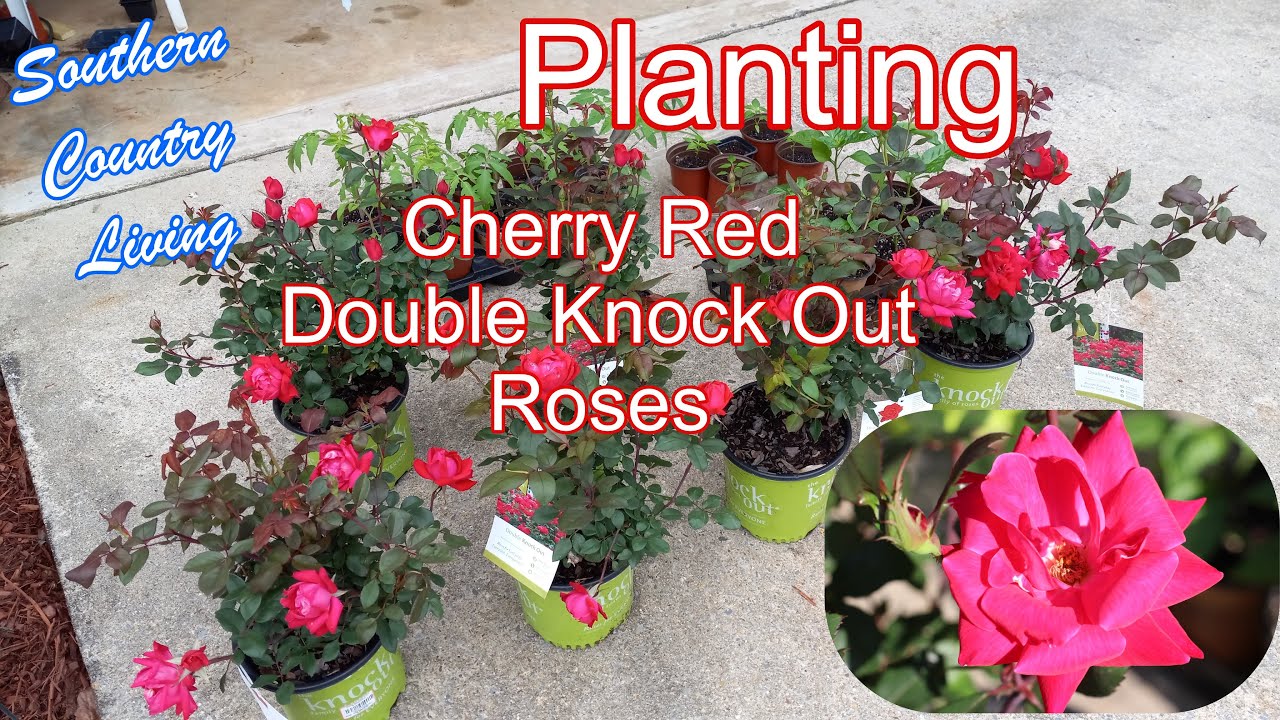 Planting Cherry Red Double Knock Out Rose Bushes