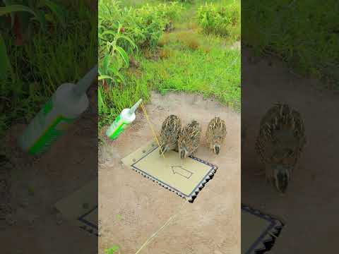 Very Simple Bird Trap easy - quail trap #shorts #shortvideo #youtubeshorts