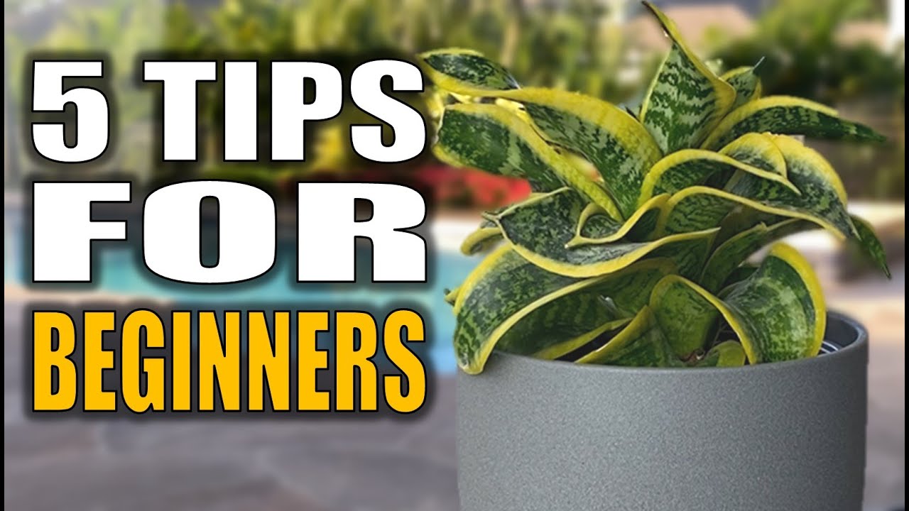 5 HOUSEPLANT CARE TIPS Every BEGINNER Needs to KNOW