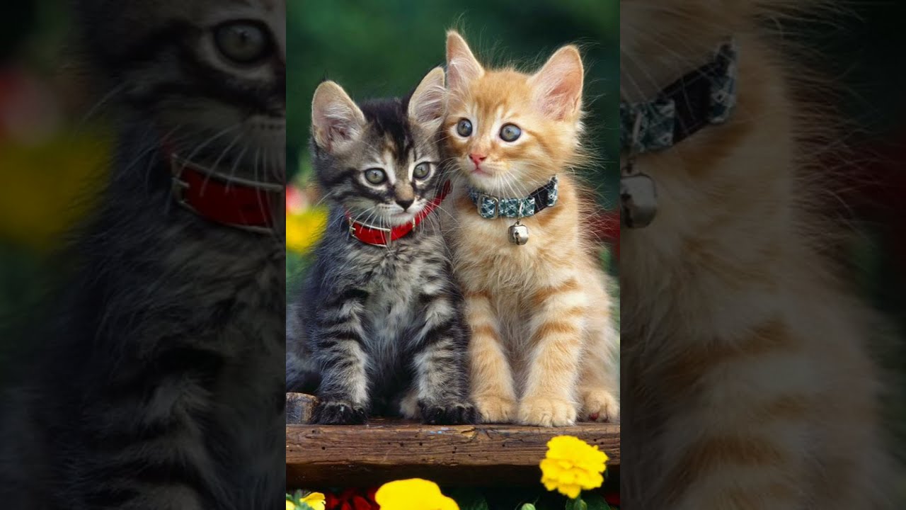 😍 cute cats images, whatsapp dp, wallpaper photo, dp status, latest cats wallpaper | O'Tmn Such That