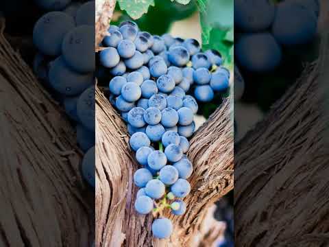 Chateau La Coste Wine & Contemporary Art Experience
