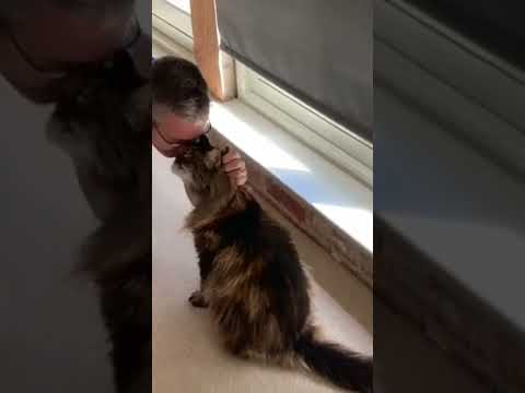 buy me am very affordable #mainecoon