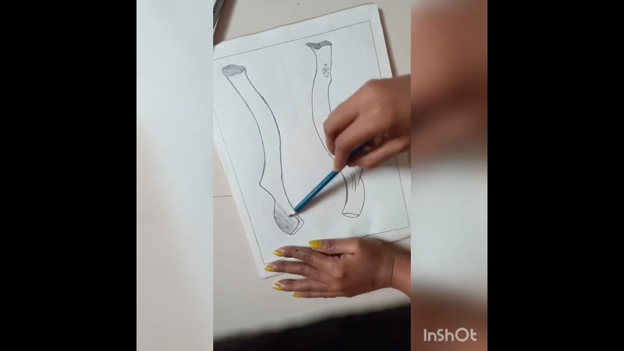 How to clavicle bone drawing  with pencil by Dr Ankita