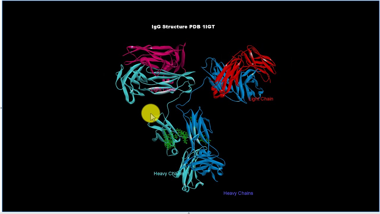 IgG Immunoglobulin Structure 3D Spinning Model
