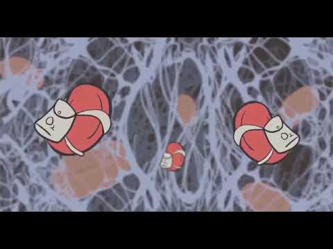 Fibrin and Enzymes: How to Reduce Inflammation