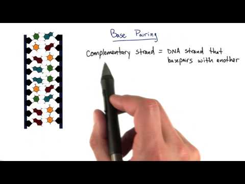 Base Pairing - Tales from the Genome