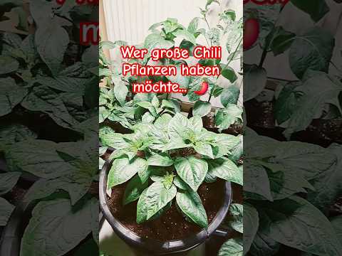 Große Chili Pflanzen - So wird das was! #Chili #pflanzen #ChiliChallenge2024