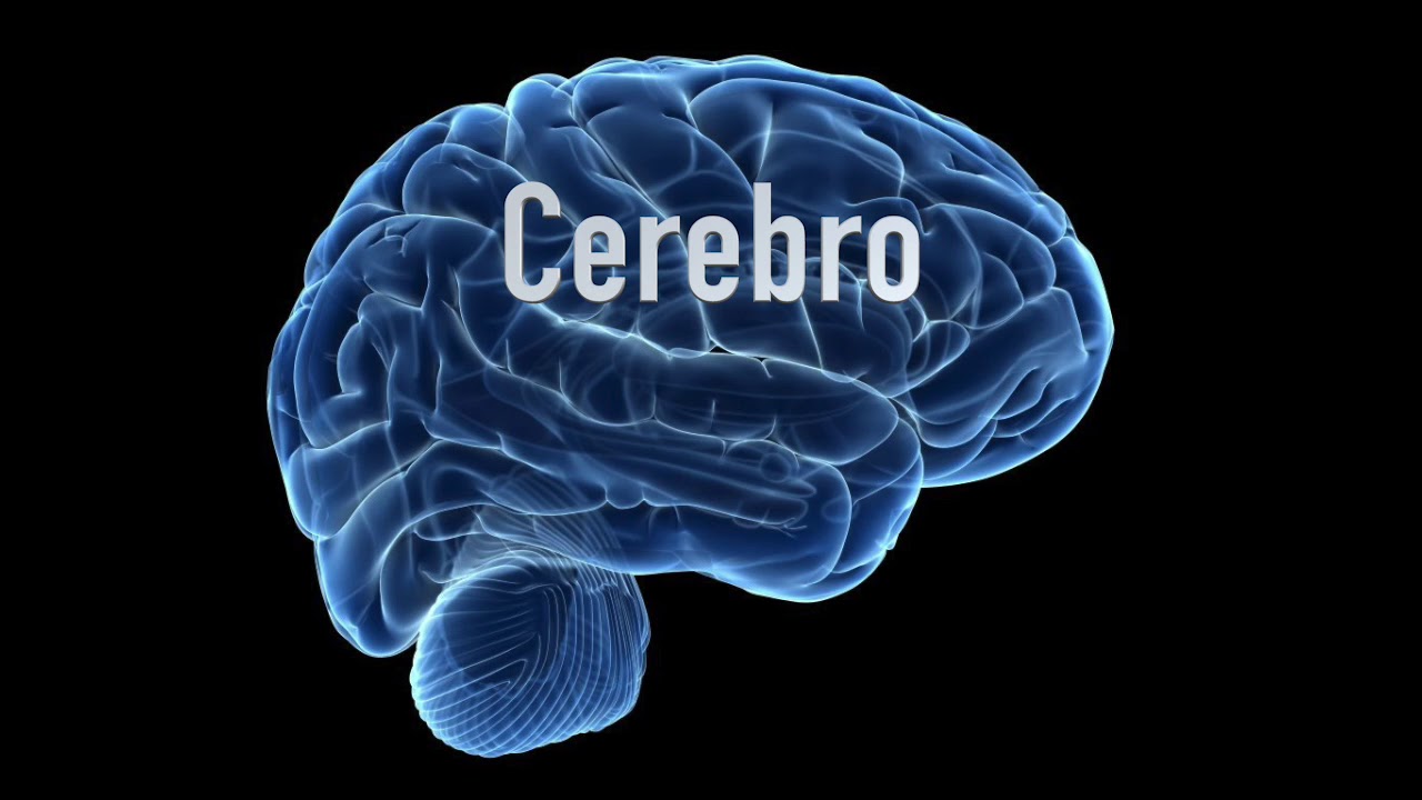 Spanish Class 101: Human Organs