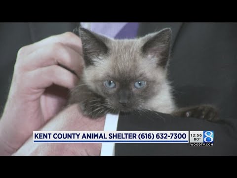 KCAS Pets of the Week: Boomer and three kittens
