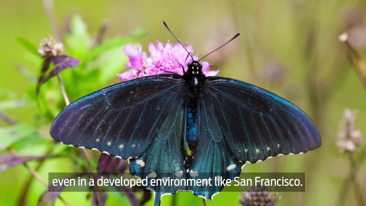Tim Wong and the Botanical Garden Butterflies | The Regulars