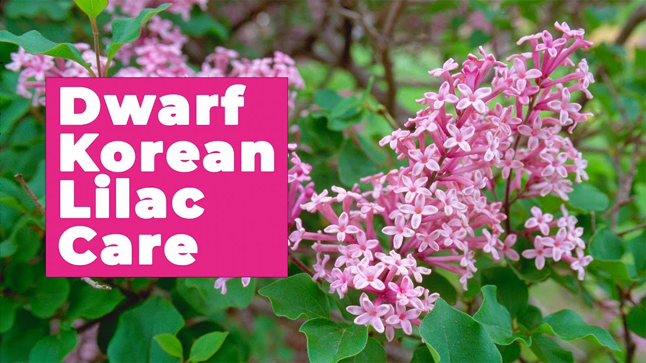 How to care for Dwarf Korean Lilac