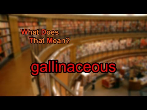 What does gallinaceous mean?