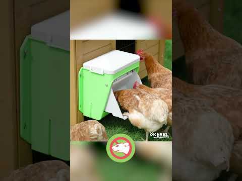 Foderautomat til høns - SmartCoop | P.Lindberg