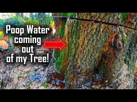 Removing a Large Maple Tree using a Mini Loader