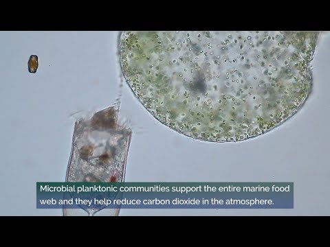 Microbial community gets a seasonal shake up