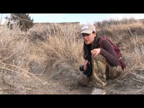 Wild horses hunt - Amanda