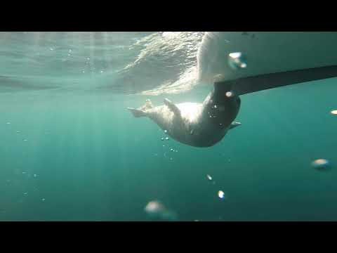 Following Seal Isle of Man