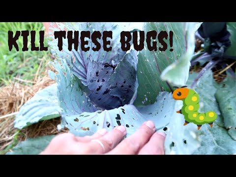 Homemade Bug Spray ( For the Garden)