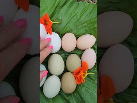 Chicken breed egg colors & size comparison #chickens #coop #homestead #eggs #hens #growyourownfood
