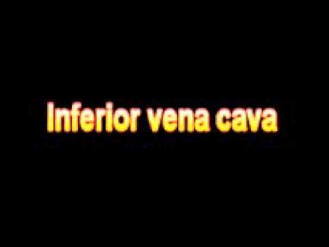 What Is The Definition Of Inferior vena cava Medical School Terminology Dictionary